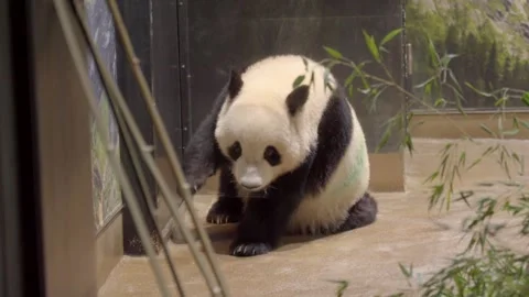 Cute baby panda play at Ueno Zoo park To... | Stock Video | Pond5