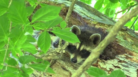 Raccoon Baby Stock Footage ~ Royalty Free Stock Videos | Pond5