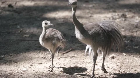 Rheas Stock Videos – Royalty-Free HD & 4K Videos