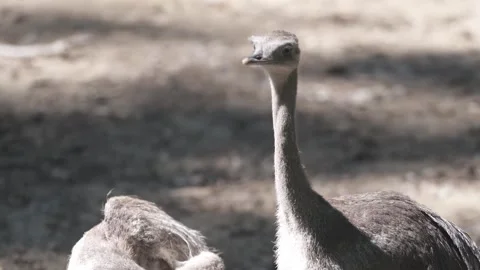 Rheas Stock Videos – Royalty-Free HD & 4K Videos