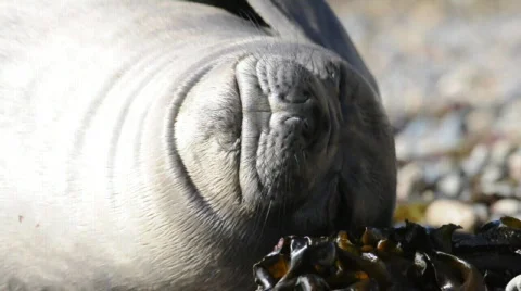 Cute Baby Seal Stock Videos – Royalty-Free HD & 4K Videos | Pond5