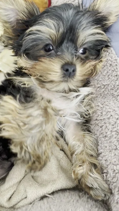 Cute baby yorkie, yorkshire puppy dog sl... | Stock Video | Pond5