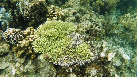 Cute black fish swims through corals, un... | Stock Video | Pond5