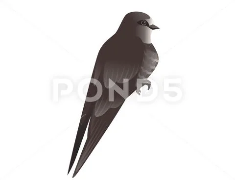 Cute black swift sitting on white background cartoon bird animal design ...