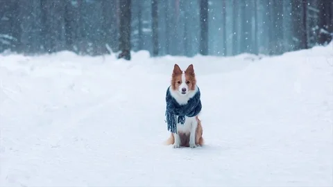 Cute Winter Border Stock Videos – Royalty-Free HD & 4K Videos
