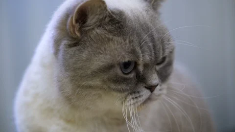 Cute British shorthair cat face close-up... | Stock Video | Pond5