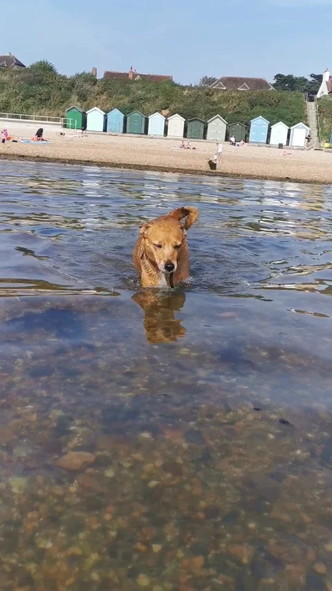 Camera Hottest Stock Videos – Royalty-Free HD & 4K Videos