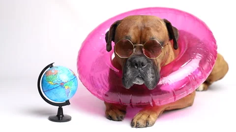 Inflatable Pool Animal Stock Videos – Royalty-Free HD & 4K Videos | Page 3