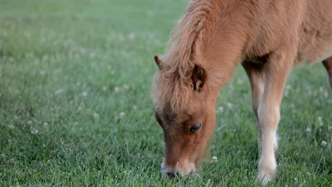 Cute brown Falabella miniature horse eat... | Stock Video | Pond5