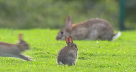 Bunny Hopping Stock Videos – Royalty-Free HD & 4K Videos