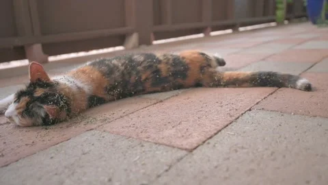 Cat With Catnip Stock Footage ~ Royalty Free Stock Videos | Pond5