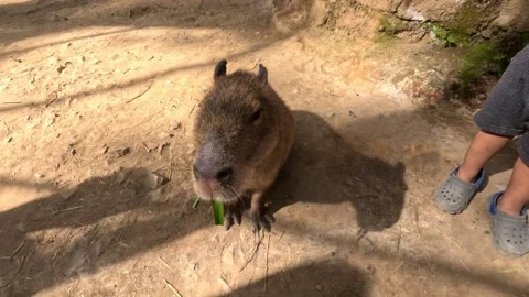 Cute capybara is eating grass not afraid... | Stock Video | Pond5