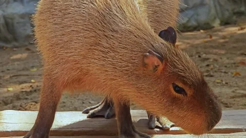 Cute Capybara Eating Stock Videos – Royalty-Free HD & 4K Videos