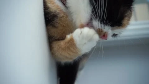 Cat Eye Photo Stock Videos – Royalty-Free HD & 4K Videos | Pond5