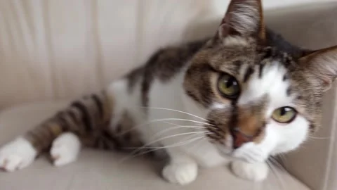 Lick Her A Stock Videos – Royalty-Free HD & 4K Videos