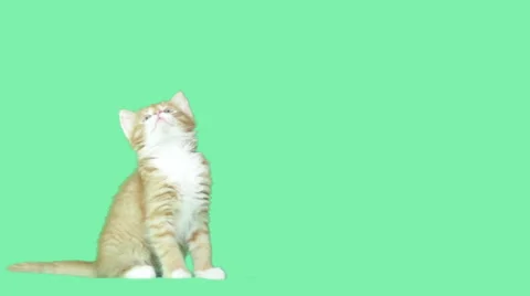 cute cat looks up on a green screen | Stock Video | Pond5