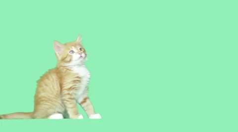 cute cat sitting on a green screen | Stock Video | Pond5