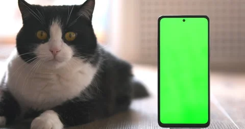 Cat and Phone Stock Videos – Royalty-Free HD & 4K Videos | Pond5