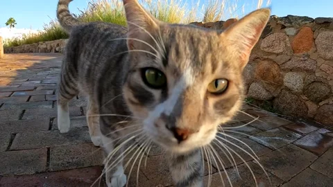 Cute cat sniffing the camera close-u, ou... | Stock Video | Pond5