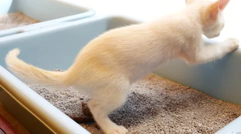 Cute Cat taking a shit on the cat toilet | Stock Video | Pond5