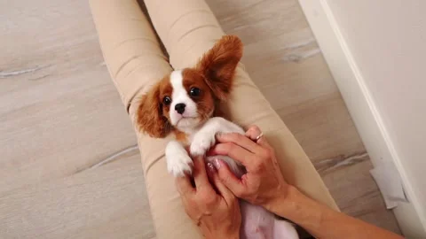 2 Cute Stock Videos – Royalty-Free HD & 4K Videos