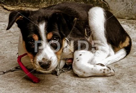 A cute Common Indian pariah stray dog also called Pure Breeds Native ...