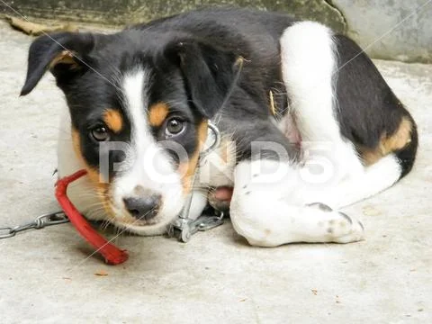 A cute Common Indian pariah stray dog also called Pure Breeds Native ...