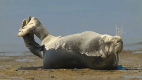 Cute common seal stretching and yawning ... | Stock Video | Pond5