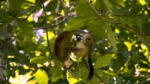 Cute Common Squirrel Monkey Hanging Upsi... | Stock Video | Pond5