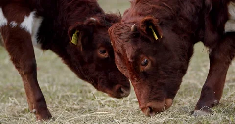 Cute cow calf eating hay on the field | Stock Video | Pond5