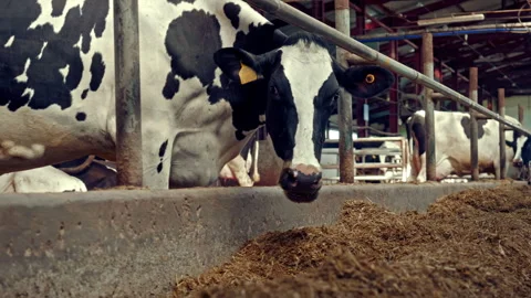 Cute Cow Eats Hay, Looks to Camera, Dome... | Stock Video | Pond5