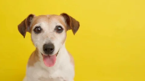 Facing Camera Doggy Stock Videos – Royalty-Free HD & 4K Videos | Pond5