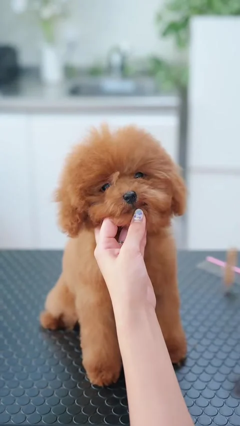 Dog Cutting Hair Stock Videos – Royalty-Free HD & 4K Videos