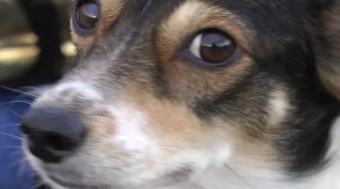 Animal Dog Mating Stock Videos – Royalty-Free HD & 4K Videos