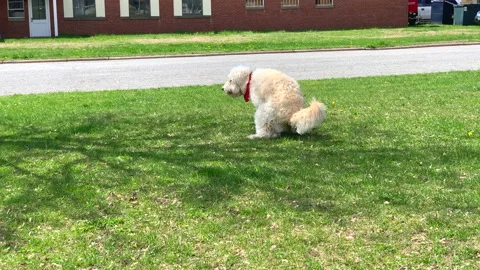 Cute dog pooping on the grass in the par... | Stock Video | Pond5