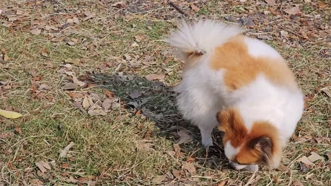 People Pooping Stock Videos – Royalty-Free HD & 4K Videos