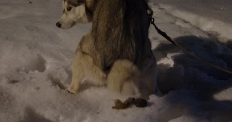 Cute dog pooping on the snow in the park... | Stock Video | Pond5