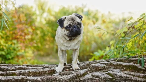 Cute dog pug sitting in the forest on a ... | Stock Video | Pond5