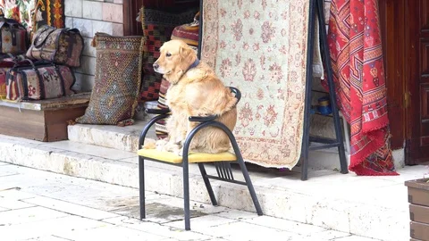 Cute dog sitting on chair, big boss | Stock Video | Pond5