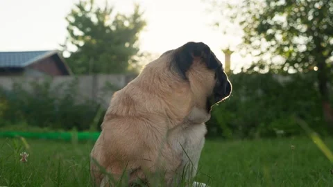 S Sitting Stock Videos – Royalty-Free HD & 4K Videos