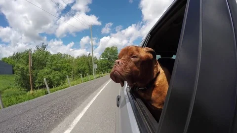 cute dogue de bordeaux enjoys car ride w... | Stock Video | Pond5