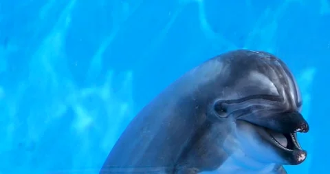 Underwater World Cute Stock Videos – Royalty-Free HD & 4K Videos