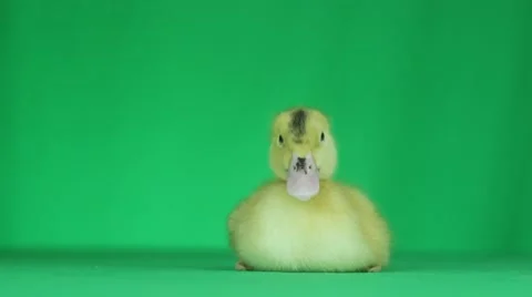 cute duck on a green screen | Stock Video | Pond5