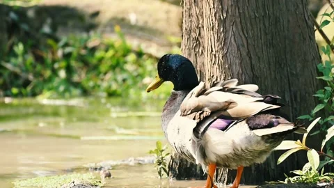 Butts Shaking Stock Videos – Royalty-Free HD & 4K Videos