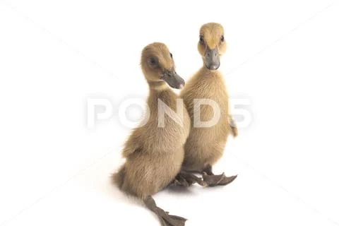 Cute duckling ( indian runner duck ) isolated on a white background ...