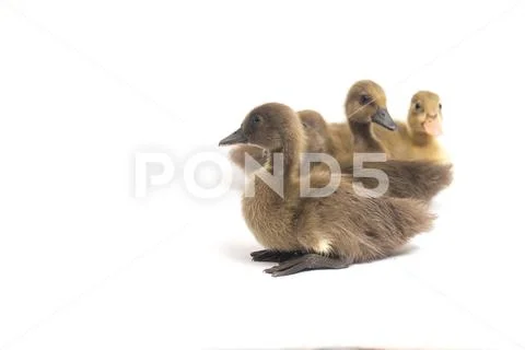 Cute duckling ( indian runner duck ) isolated on a white background ...