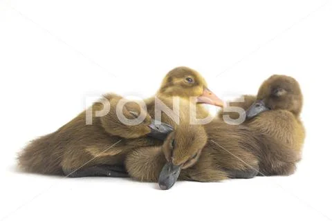Cute duckling ( indian runner duck ) isolated on a white background ...