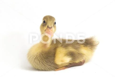Cute duckling ( indian runner duck ) isolated on a white background ...