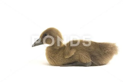 Cute duckling ( indian runner duck ) isolated on a white background ...