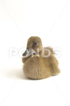 Cute duckling ( indian runner duck ) isolated on a white background ...